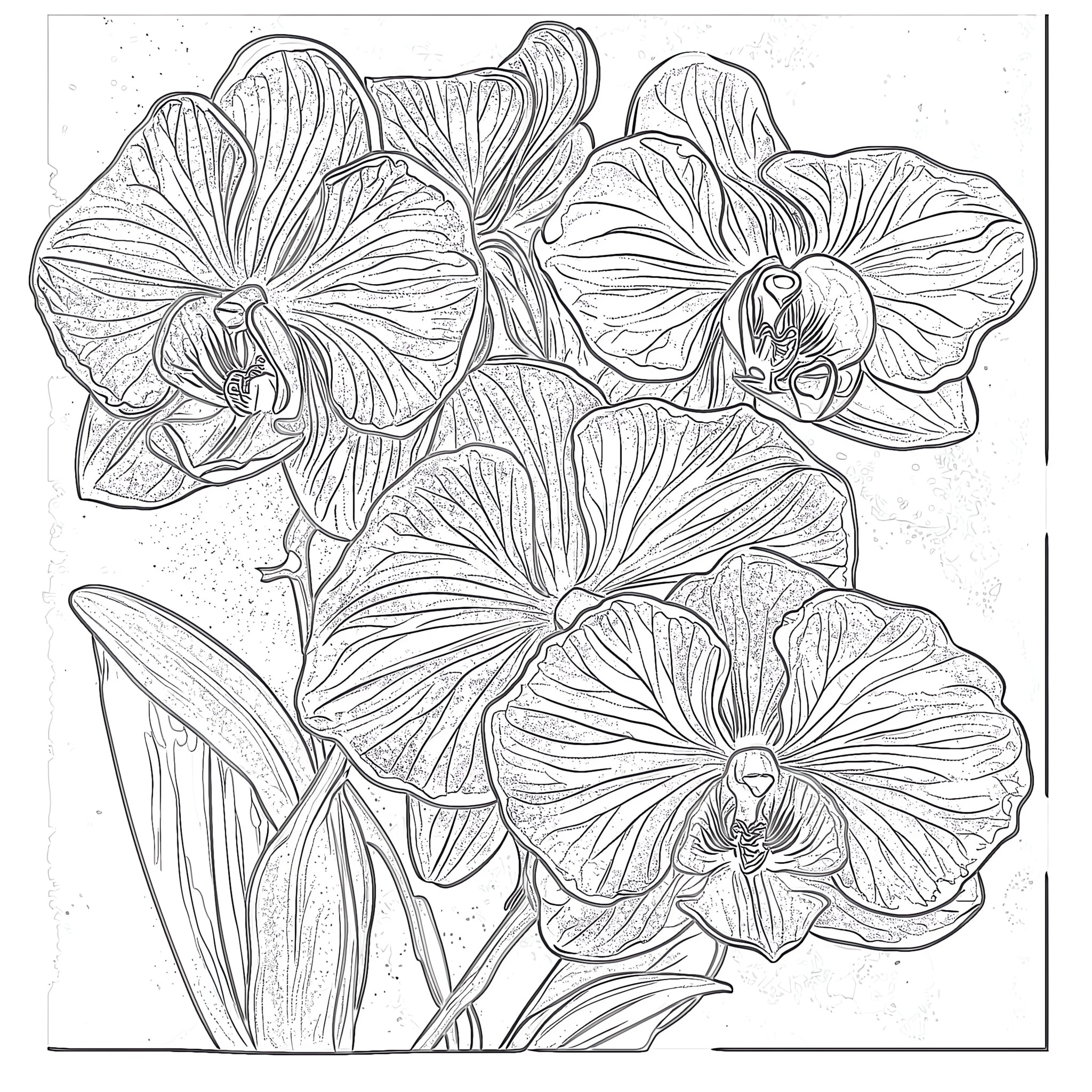Pages To Color Flowers | Coloring Pages Mimi Panda