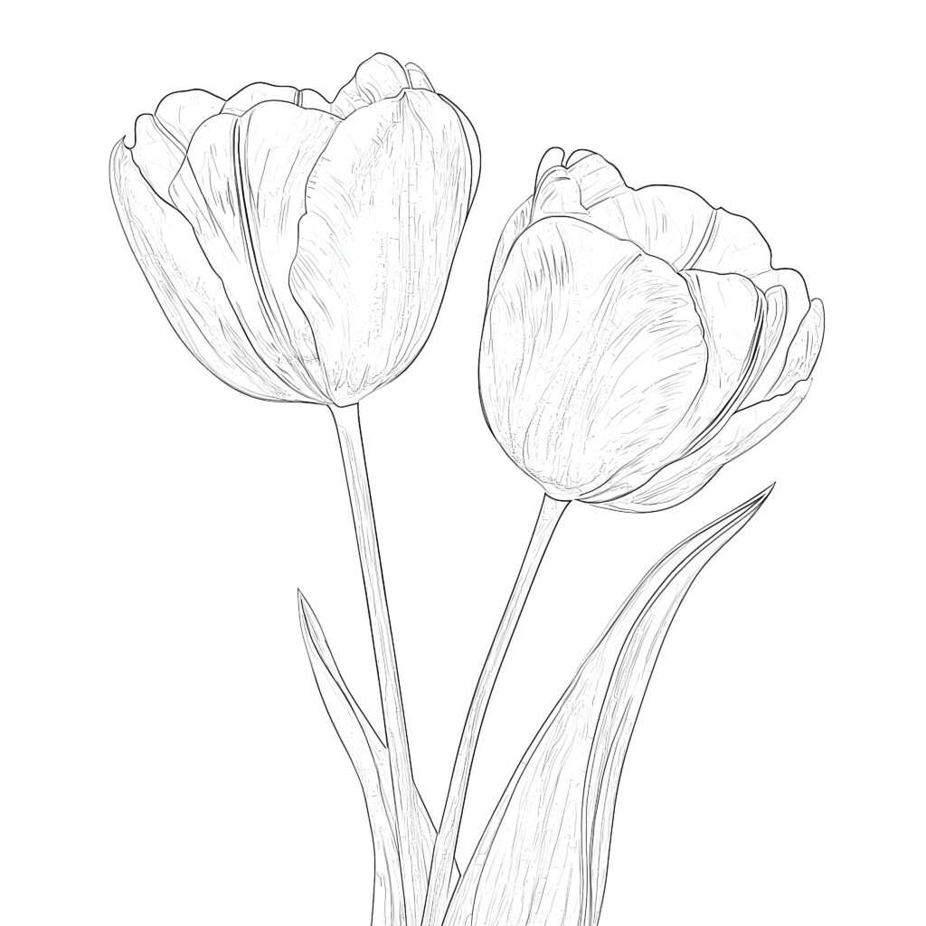 Tulip Flower Colouring | Coloring Pages Mimi Panda
