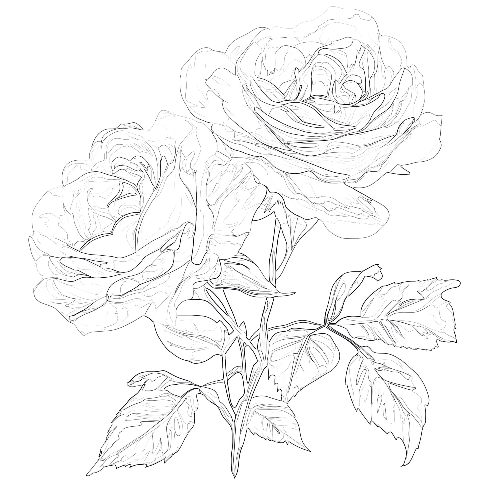 Free Coloring Pages Of Roses | Coloring Pages Mimi Panda