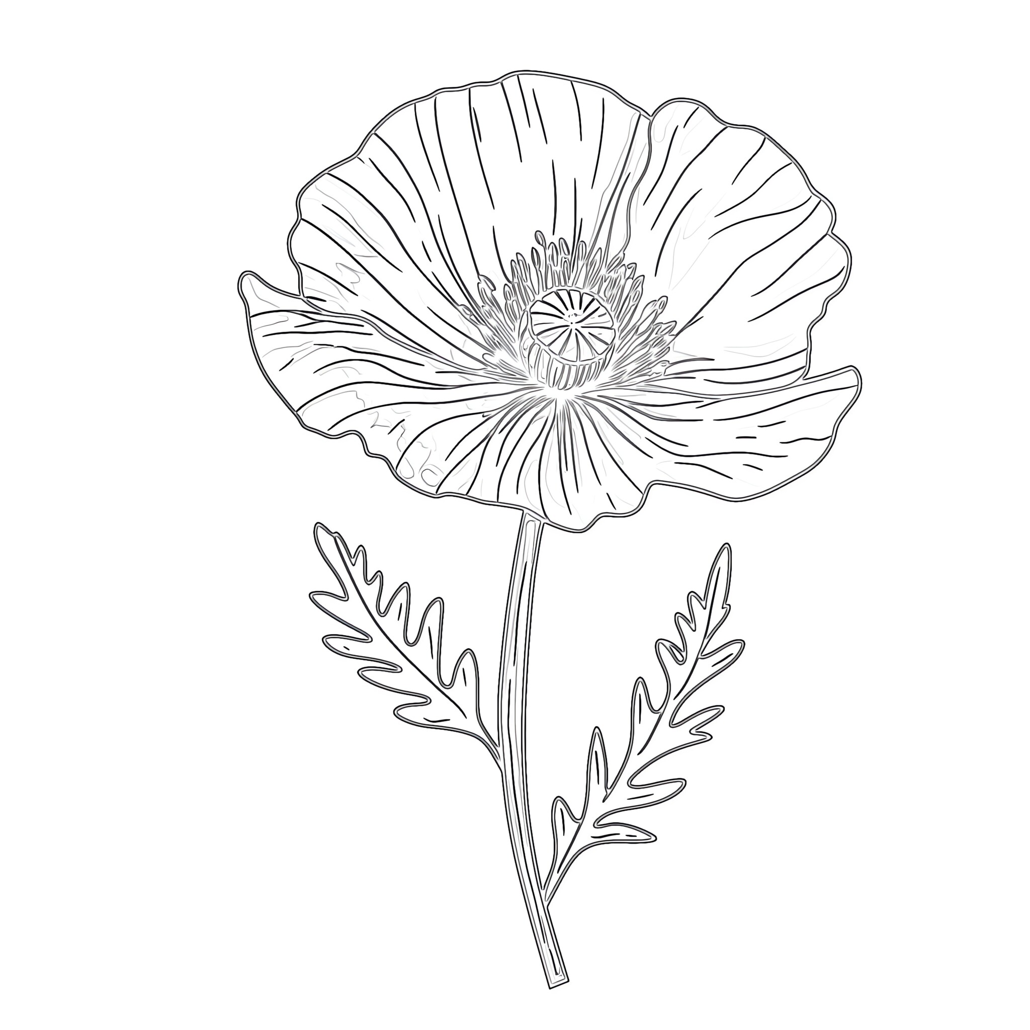 Poppy Coloring Sheet | Coloring Pages Mimi Panda