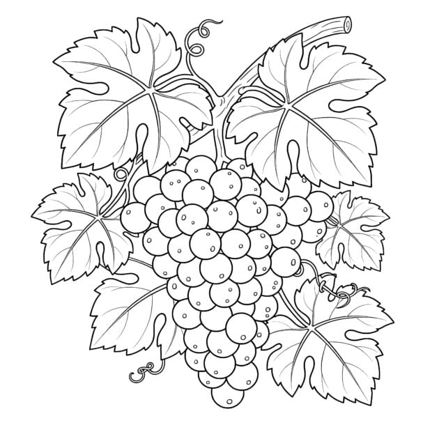 Coloring Picture Of Grapes | Coloring Pages Mimi Panda